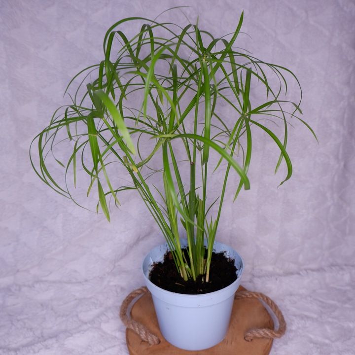 PAPIRUS CIBORA CYPERUS ALTERNIFOLIUS don. 12cm - ERLI.pl