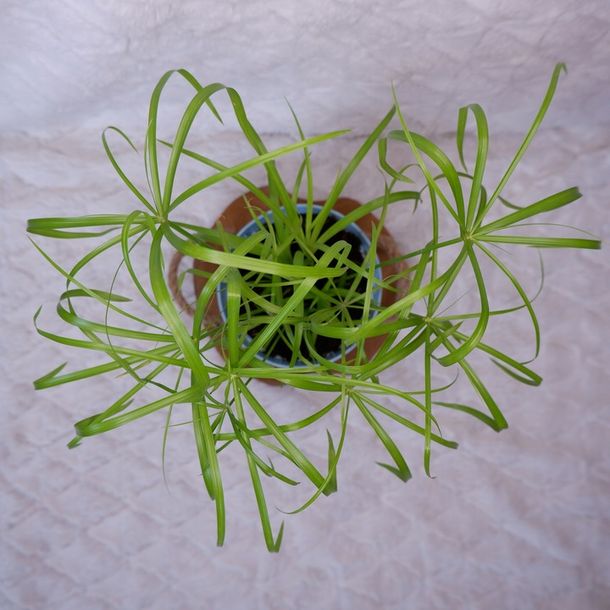 PAPIRUS CIBORA CYPERUS ALTERNIFOLIUS don. 12cm - ERLI.pl