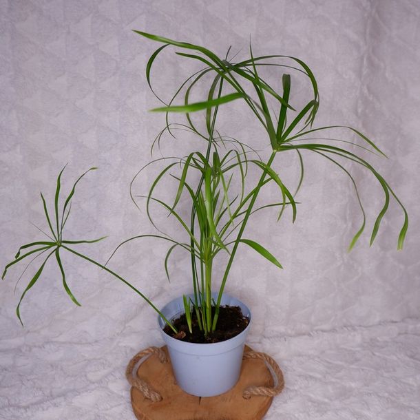 PAPIRUS CIBORA CYPERUS ALTERNIFOLIUS don. 12cm - ERLI.pl