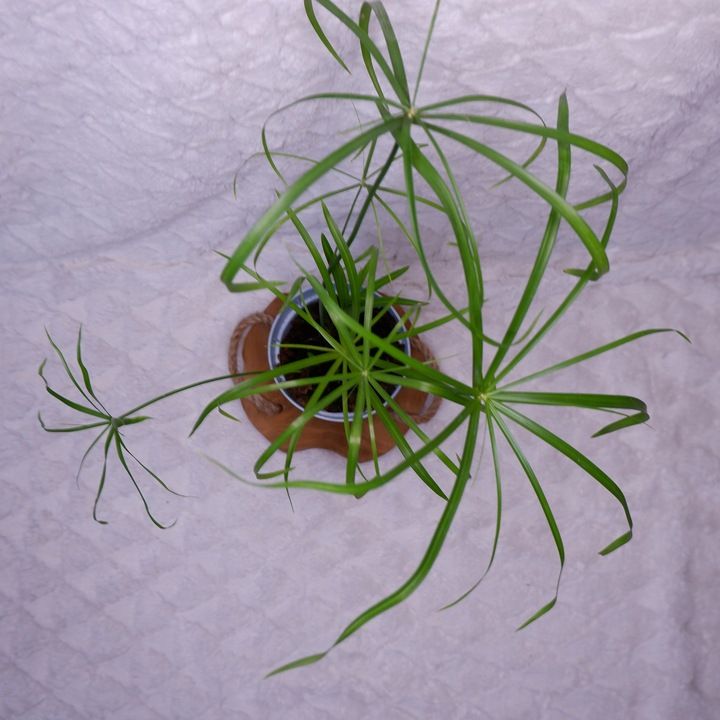 PAPIRUS CIBORA CYPERUS ALTERNIFOLIUS don. 12cm - ERLI.pl