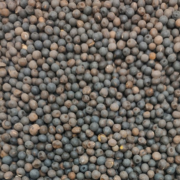 WYKA OZIMA POPLON ZIMUJĄCA KOSMATA NASIONA = 1kg - ERLI.pl WYKA OZIMA POPLON ZIMUJĄCA KOSMATA NASIONA = 1kg - ERLI.pl
