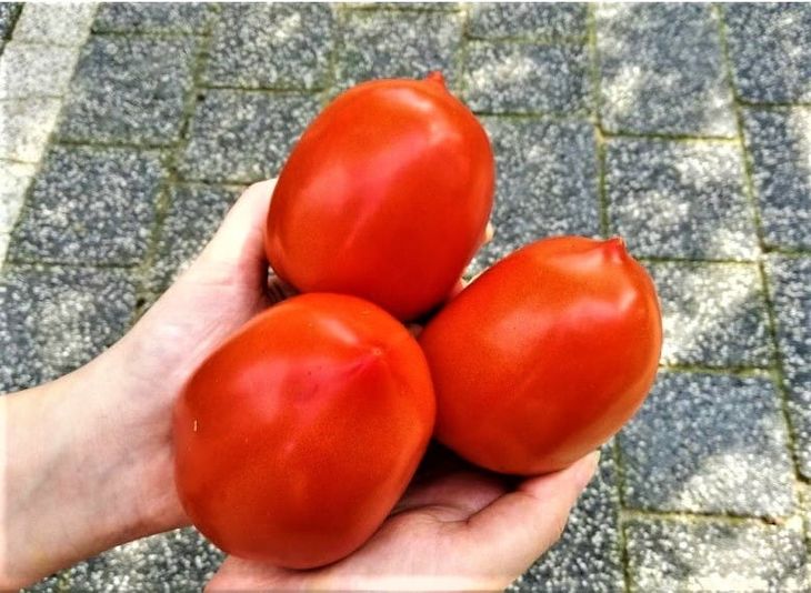 NASIONA POMIDOR SZKLARNIOWY WYSOKI BIG MAMA F1 - ERLI.pl