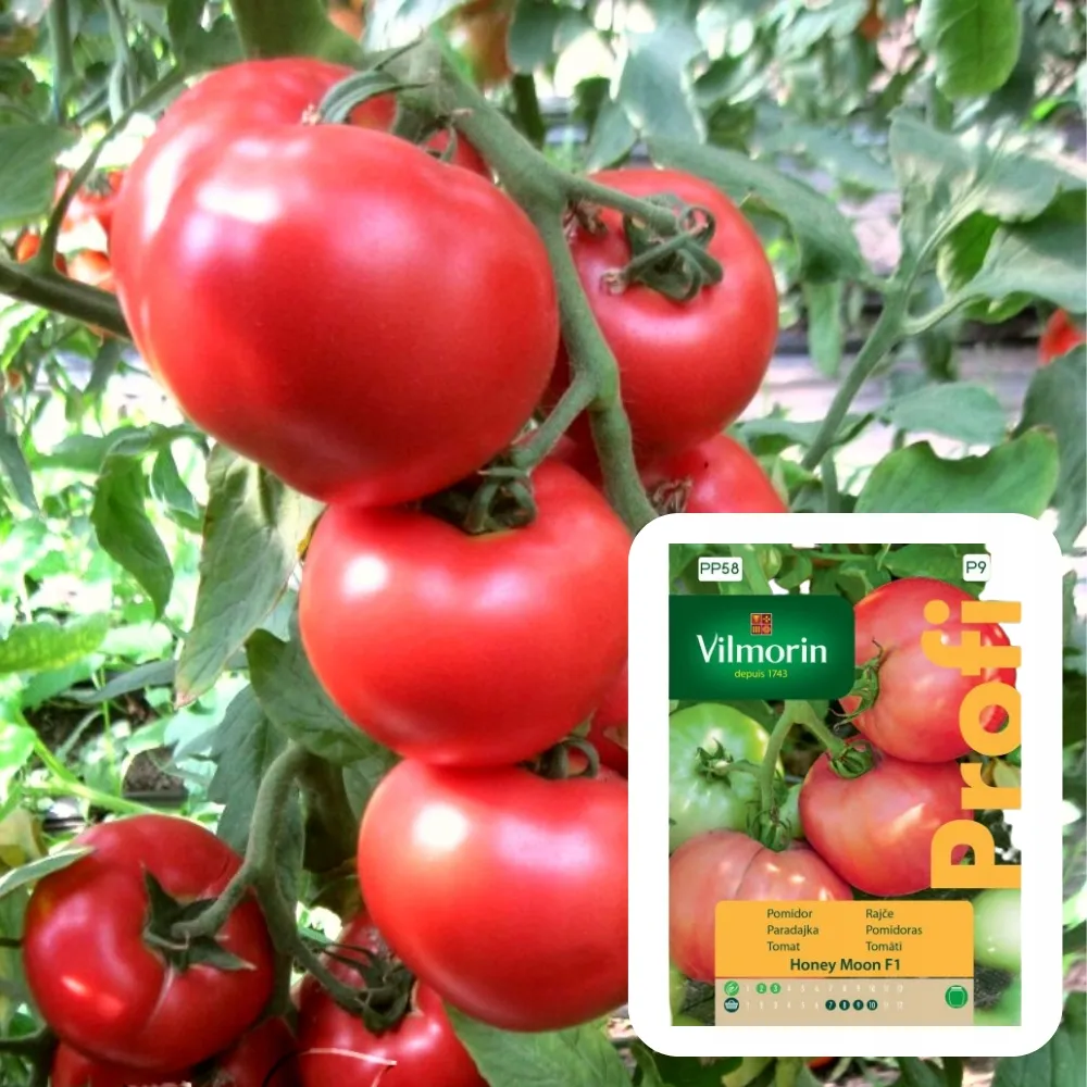VILMORIN POMIDOR SZKLARNIOWY HONEY MOON F1 PROFI – 155588962 - ERLI.pl