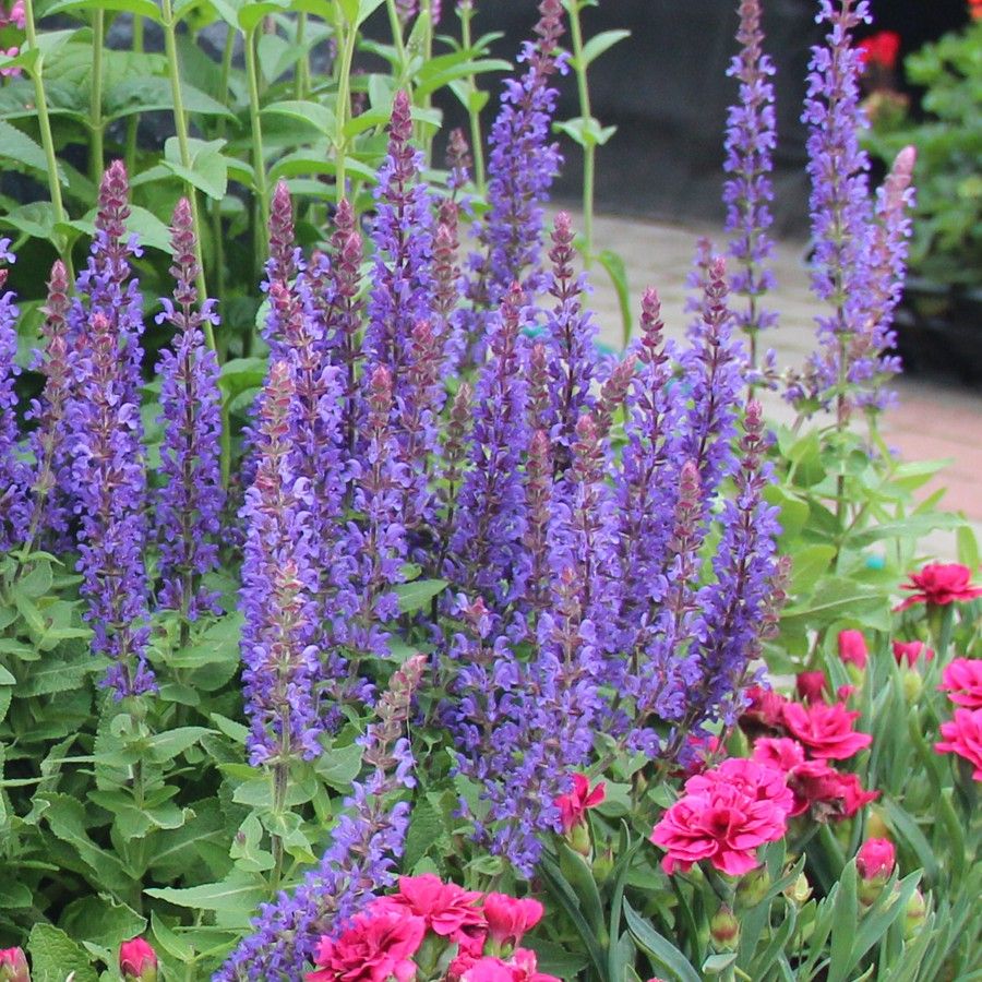 Szałwia omszona BLUE BOUQUETTA (Salvia nemor.) P9 - ERLI.pl