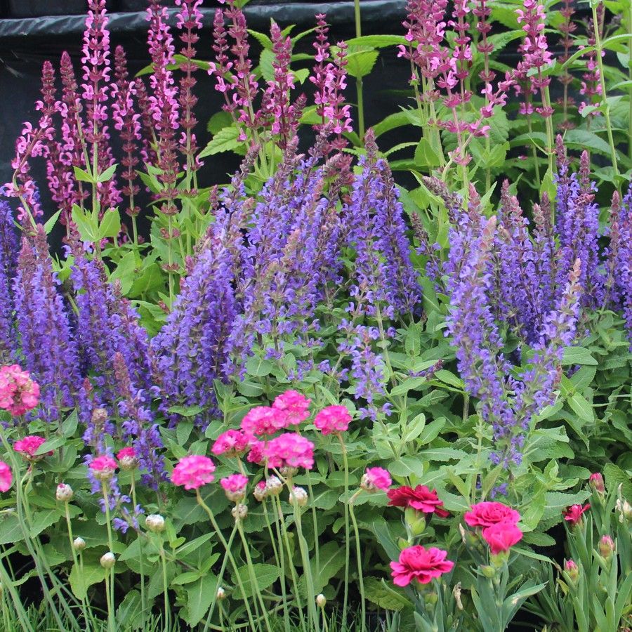 Szałwia omszona BLUE BOUQUETTA (Salvia nemor.) P9 - ERLI.pl