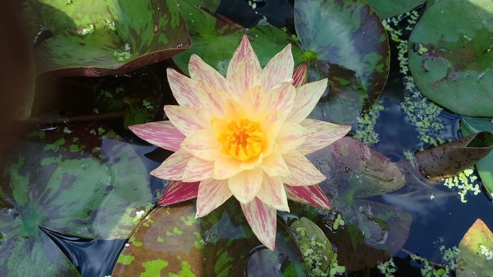 Lilia Wodna GRZYBIEŃ Nymphaea Paranee do oczka – 156653577 - ERLI.pl