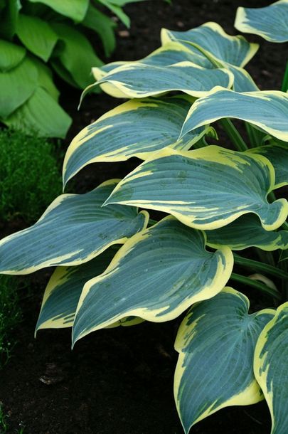 FUNKIA HOSTA Twój pomysł na Ogród Zestaw NR 1 Mix 6szt – 156653617 ...