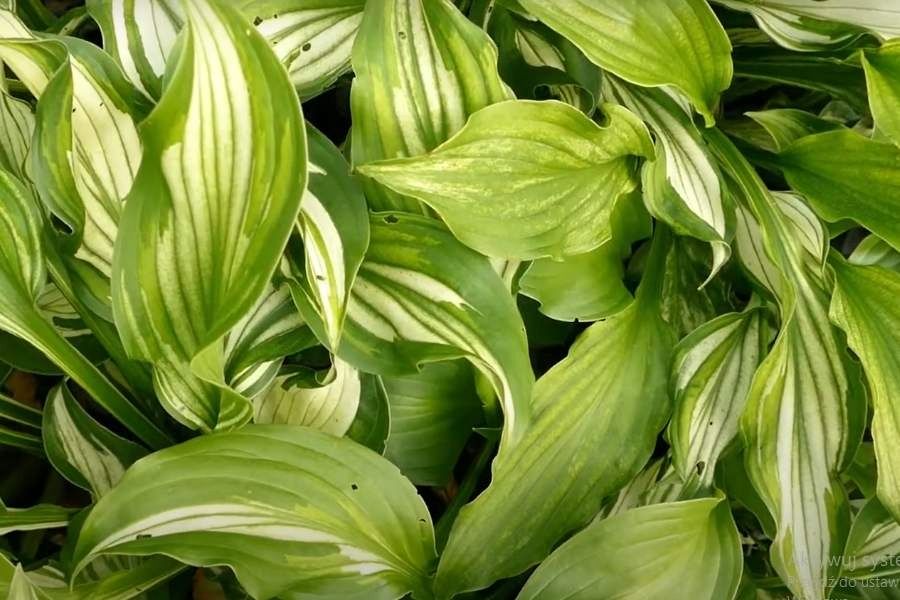 FUNKIA HOSTA Twój pomysł na Ogród Zestaw NR 1 Mix 6szt – 156653617 ...