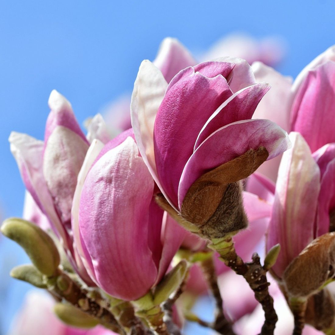 Magnolia Betty 2L - ERLI.pl