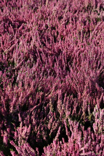 Wrzos Pączkowy ATHENA Najbardziej Czerwony 2-3L 40-50cm Sadzonka w ...