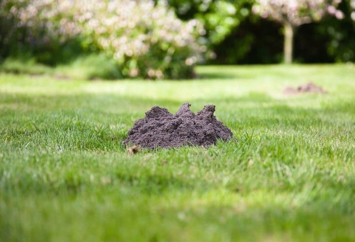 Arvalin XXL 100 TABLETEK TRUTKA NA KRETY TABLETKI GAZUJĄCE DO NORY ...