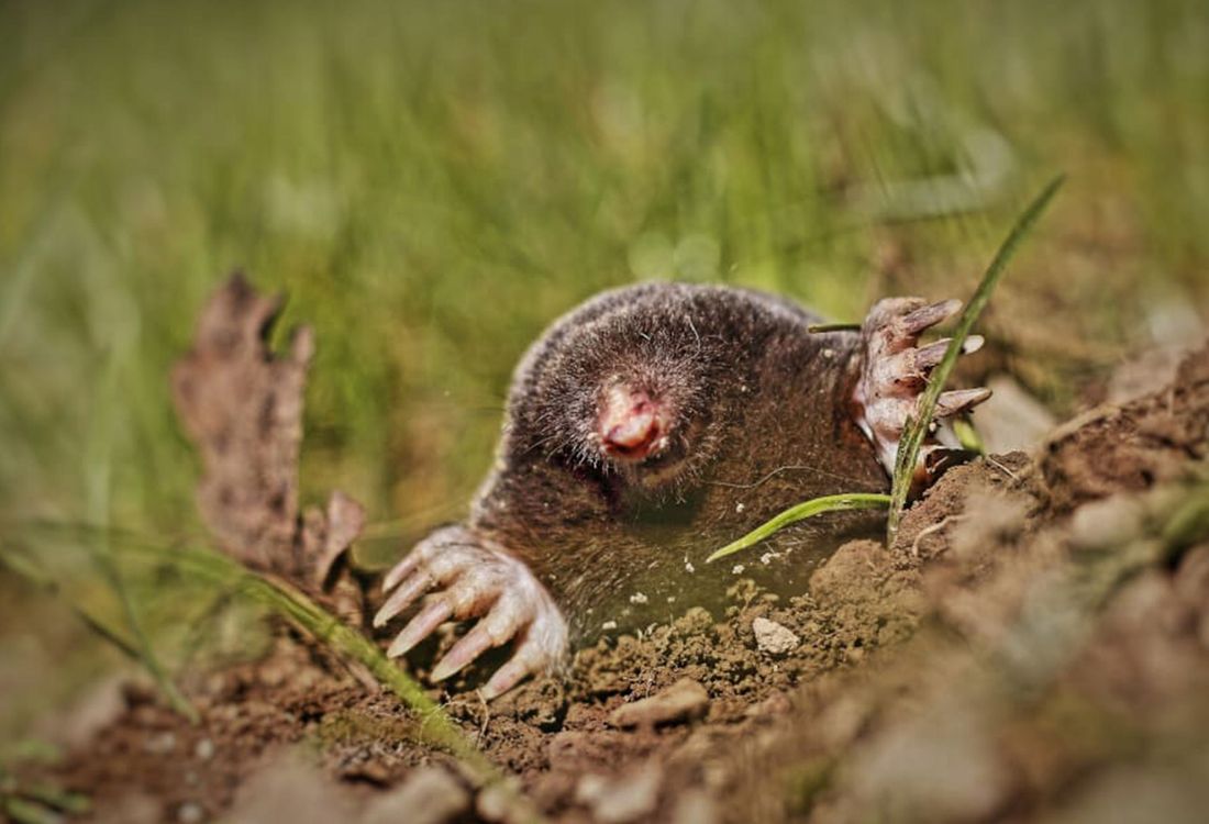 Arvalin XXL 100 TABLETEK TRUTKA NA KRETY TABLETKI GAZUJĄCE DO NORY ...