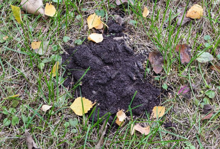 Arvalin XXL 100 TABLETEK TRUTKA NA KRETY TABLETKI GAZUJĄCE DO NORY ...