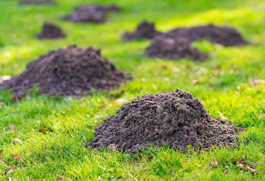 Arvalin XXL 100 TABLETEK TRUTKA NA KRETY TABLETKI GAZUJĄCE DO NORY ...