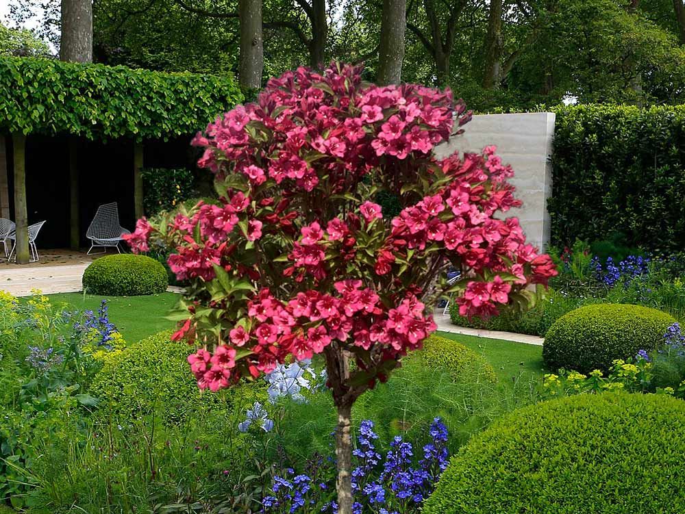 Krzewuszka Bristol Ruby NA PNIU 100cm C3 - ERLI.pl