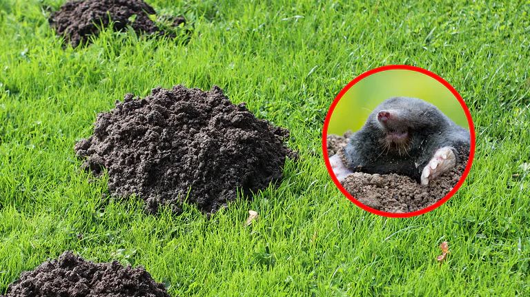 Preparat na krety Arvalin Phos PT20 300g środek biobójczy tabletki ...