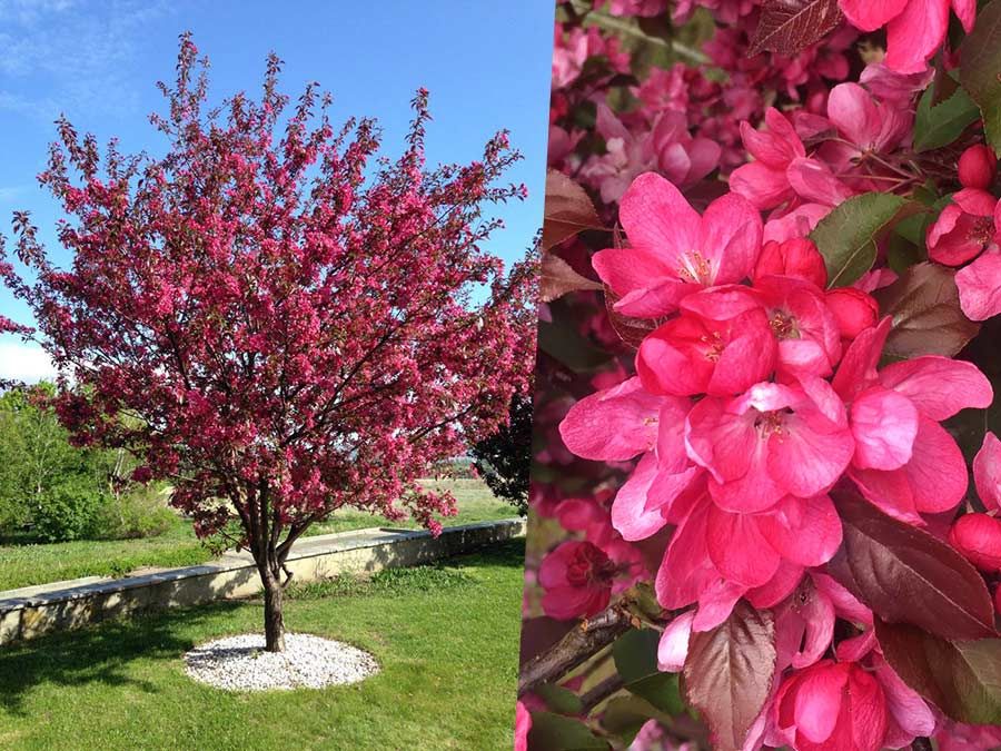 Jabłoń rajska Royalty NA PNIU 130cm C6 - ERLI.pl