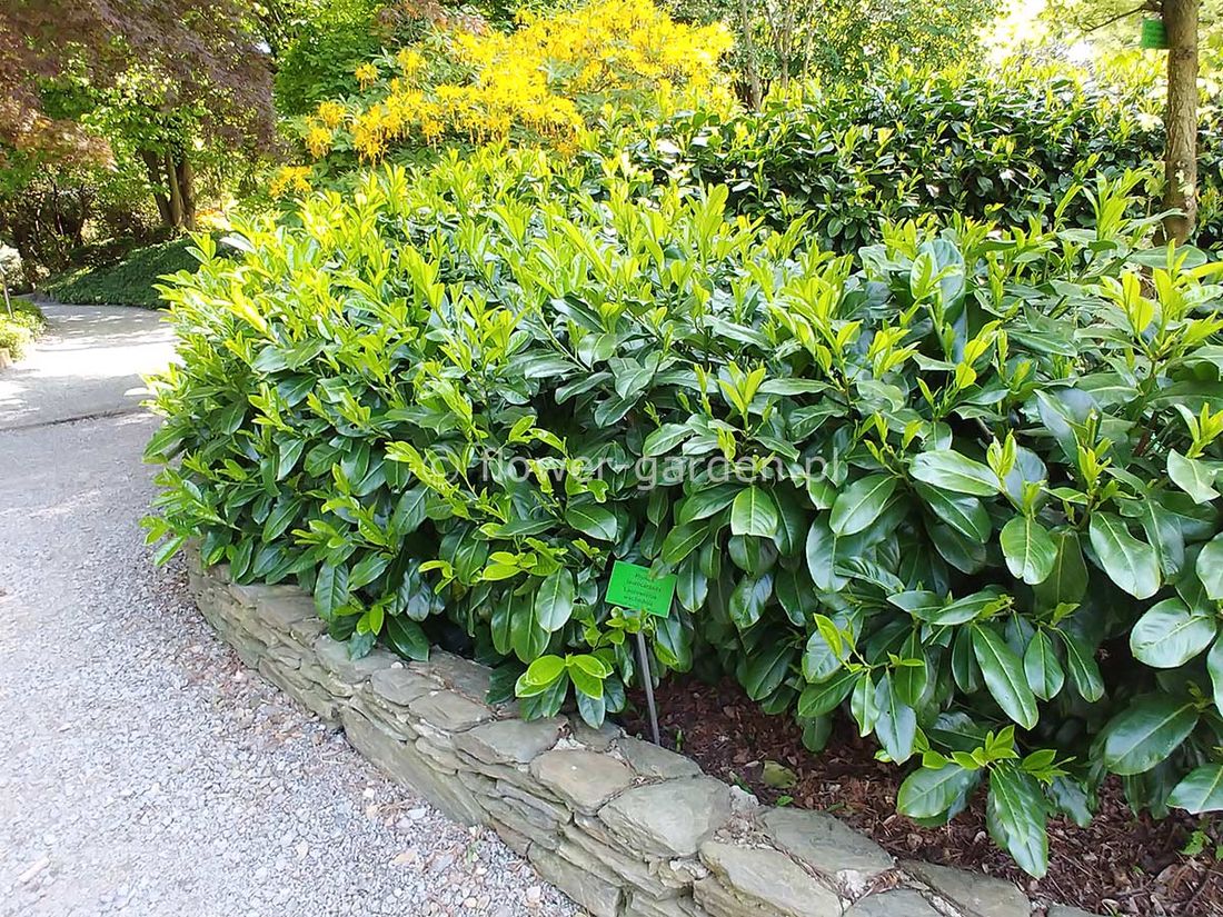 Laurowiśnia wschodnia Caucasica MROZOODPORNA C3 - ERLI.pl