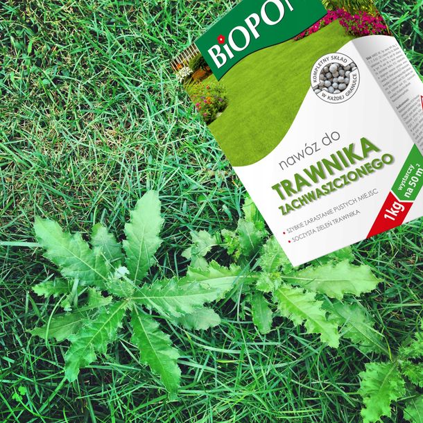 NAWÓZ DO TRAWY Z CHWASTAMI NA TRAWNIK ZACHWASZCZONY BIOPON 1kg na 50m² - ERLI.pl