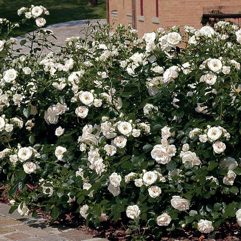 Róża okrywowa Aspirin Rose ADR niezwykle odporna C3 - ERLI.pl