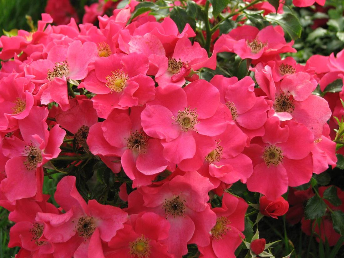 Róża okrywowa Stadt Rom ADR niezwykle odporna C3 - ERLI.pl