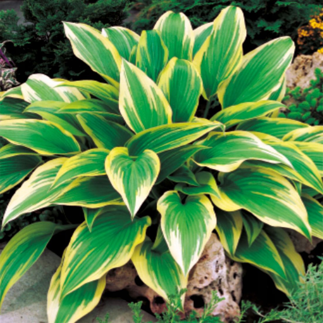 Hosta Funkia Aureomarginata 1 szt Hosty sadzonka sadzonki Funkie host ...