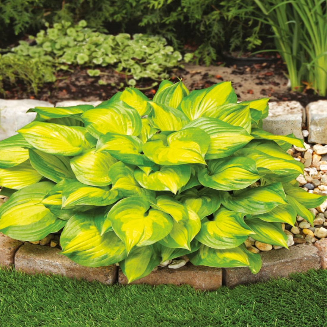 Hosta Funkia Ogrodowa Banana Bay 1 szt Sadzonka Sadzonki Hosty Funkie ...