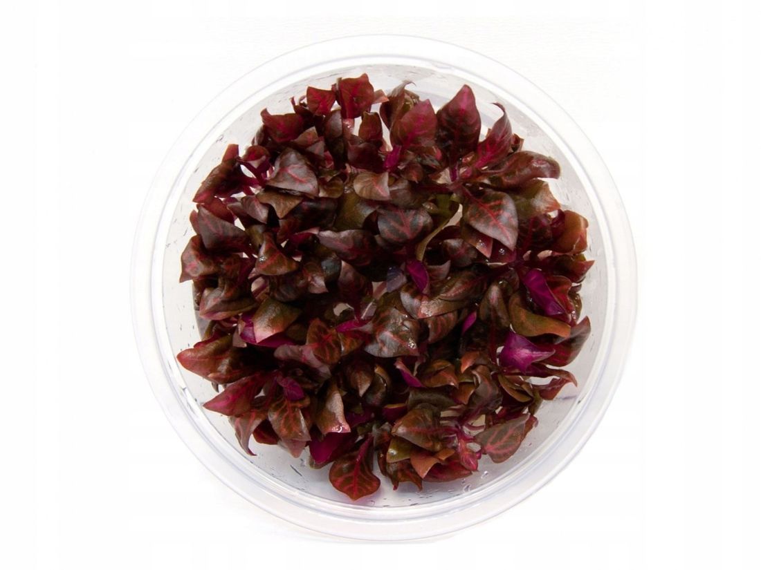 Alternanthera Red Ruby in vitro kubek 10cm – 173557090 - ERLI.pl