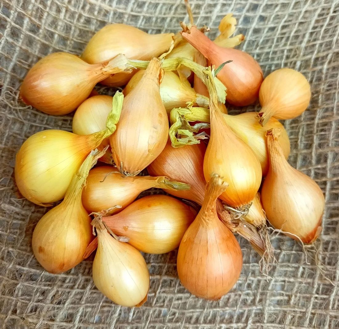 CEBULA DYMKA WOLSKA II 0,5kg NAJLEPSZA JAKOŚĆ - ERLI.pl