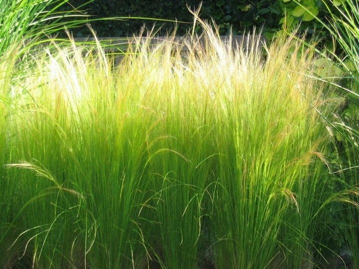 TRAWA OZDOBNA OSTNICA PONY TAILS SADZONKA XXL - ERLI.pl