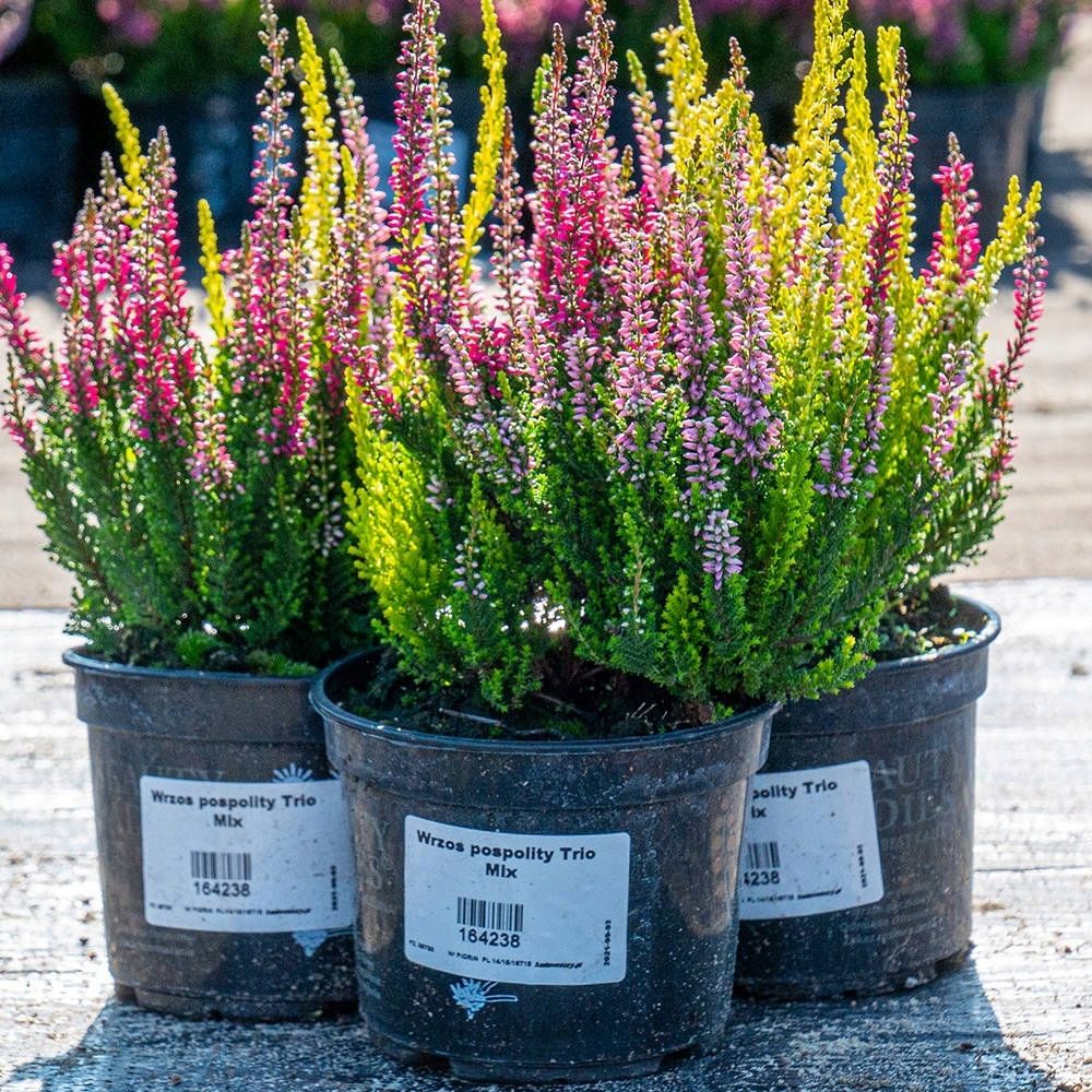 WRZOS TRICOLOR TRIO MIX KOLORÓW ZESTAW 6 SZT - ERLI.pl