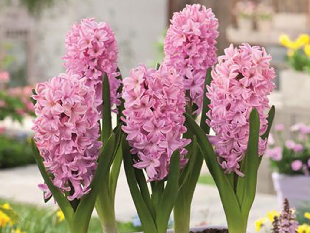 Hiacynt Pełny FONDAT 3szt. cebulki RÓŻOWY – 174456355 - ERLI.pl