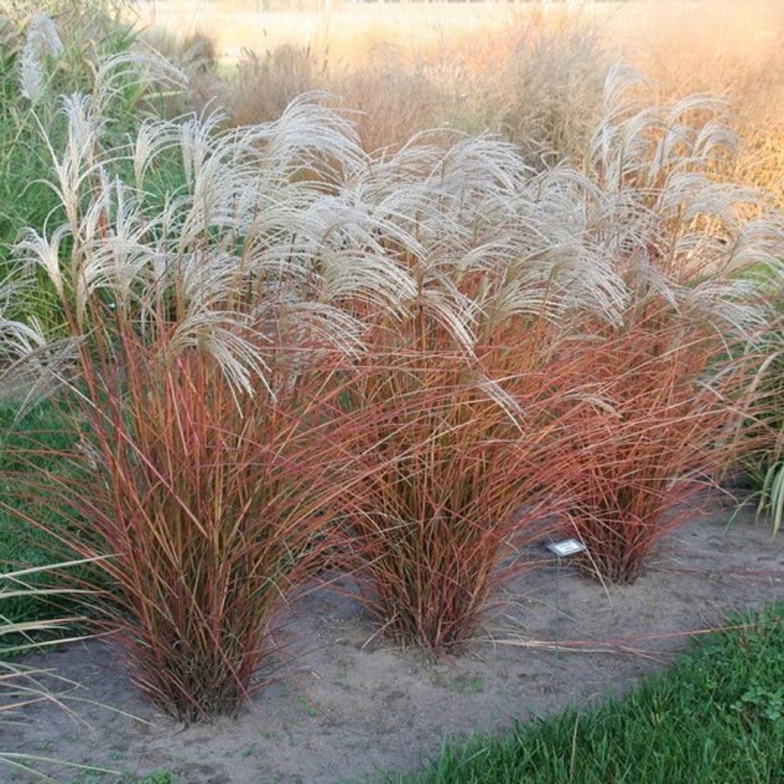 Miskant Chiński Graziella 1 szt. trawa ozdobna Trawy ozdobne Doniczka ...