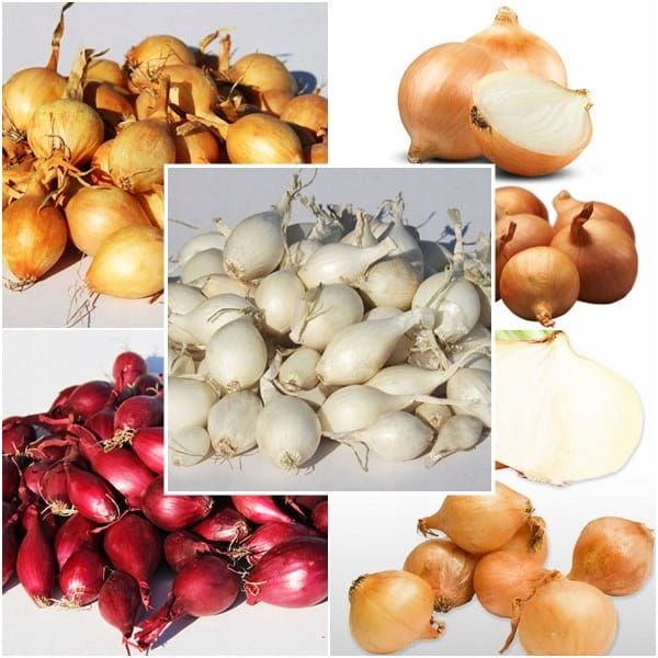 Zestaw cebula dymka 5 odmian do sadzenia 1,25 kg - ERLI.pl