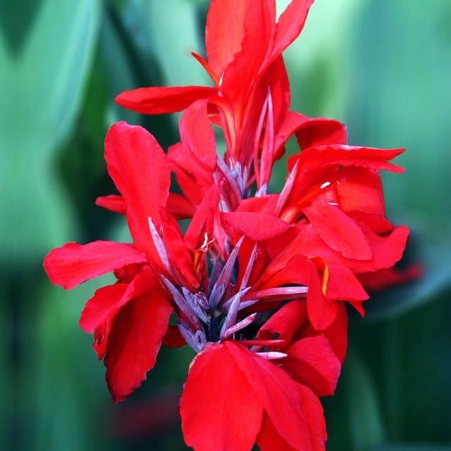 Kanna Canna Paciorecznik Black Knight 1 szt. - ERLI.pl Kanna Canna Paciorecznik Black Knight 1 szt. - ERLI.pl