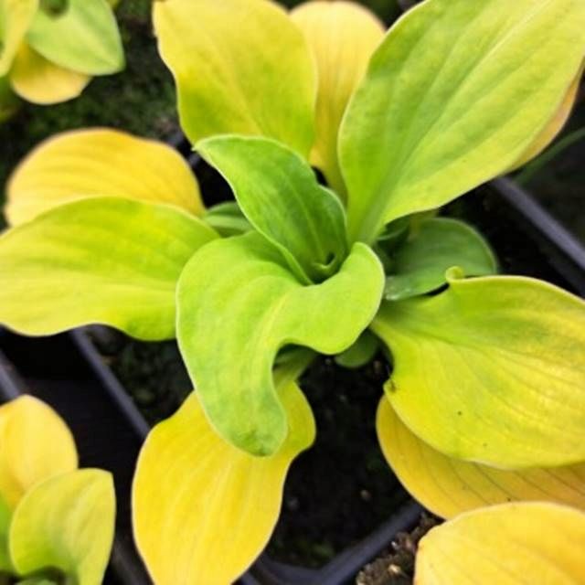 Hosta Funkia Sun Mouse 1 szt. – 238590487 - ERLI.pl