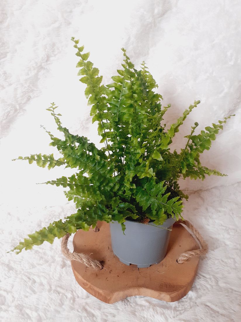 PAPROĆ KRÓLEWSKA NEFROLEPIS PAPROTKA don.12cm - ERLI.pl