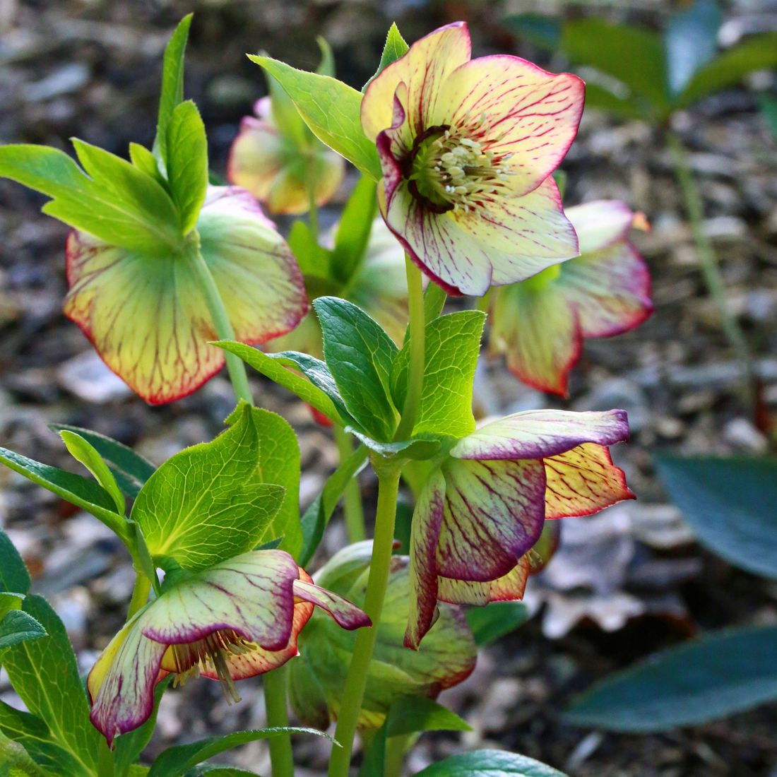 CIEMIERNIK HELLEBORUS HGC SPRING PROMISE ANJA OUDOLF SADZONKA Z ...