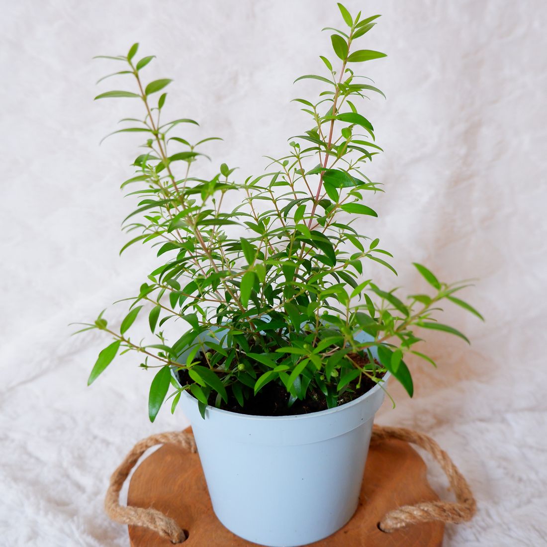 MIRT MYRTUS COMMUNIS don. 13cm - ERLI.pl