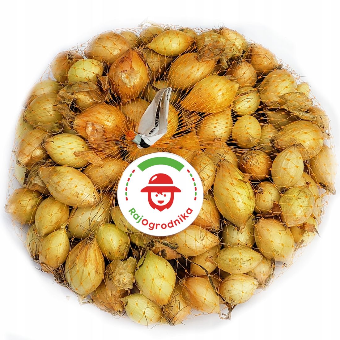 Cebula Dymka ŻÓŁTA Ozima SENSHYU YELLOW Zimująca Zimowa 500g - ERLI.pl