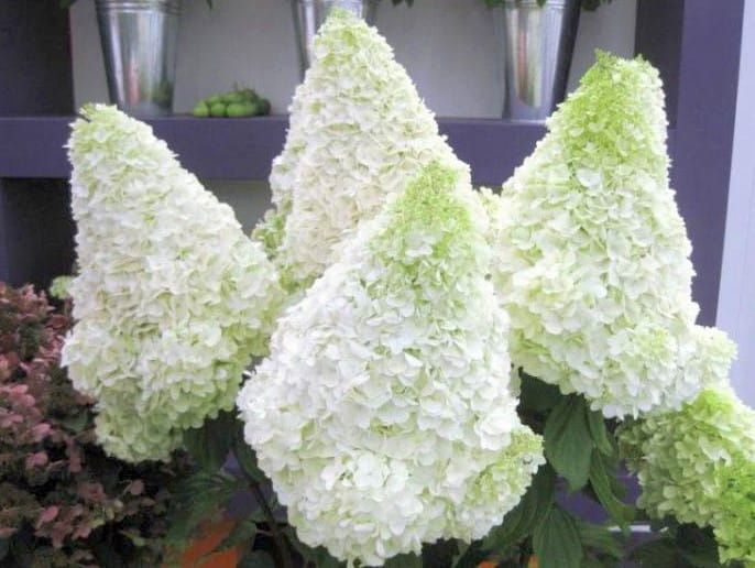 Hortensja bukietowa 'Biała Olbrzymia' (Hydrangea) w C3, 60-80 cm ...