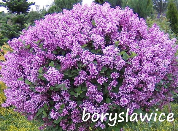 Lilak Meyera 'Palibin' na pniu (Syringa) w C2, drzewko 60-70 cm ...