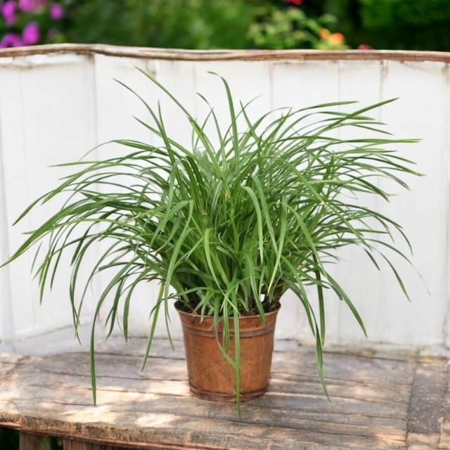 Carex Turzyca trawa 'Irish Green' doniczka P9 1 szt. – 213511257 - ERLI.pl
