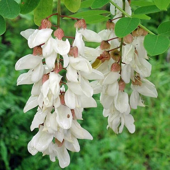 Akacja biała - Grochodrzew (Robinia pseudoacacia) 20 nasion do ogrodu ...