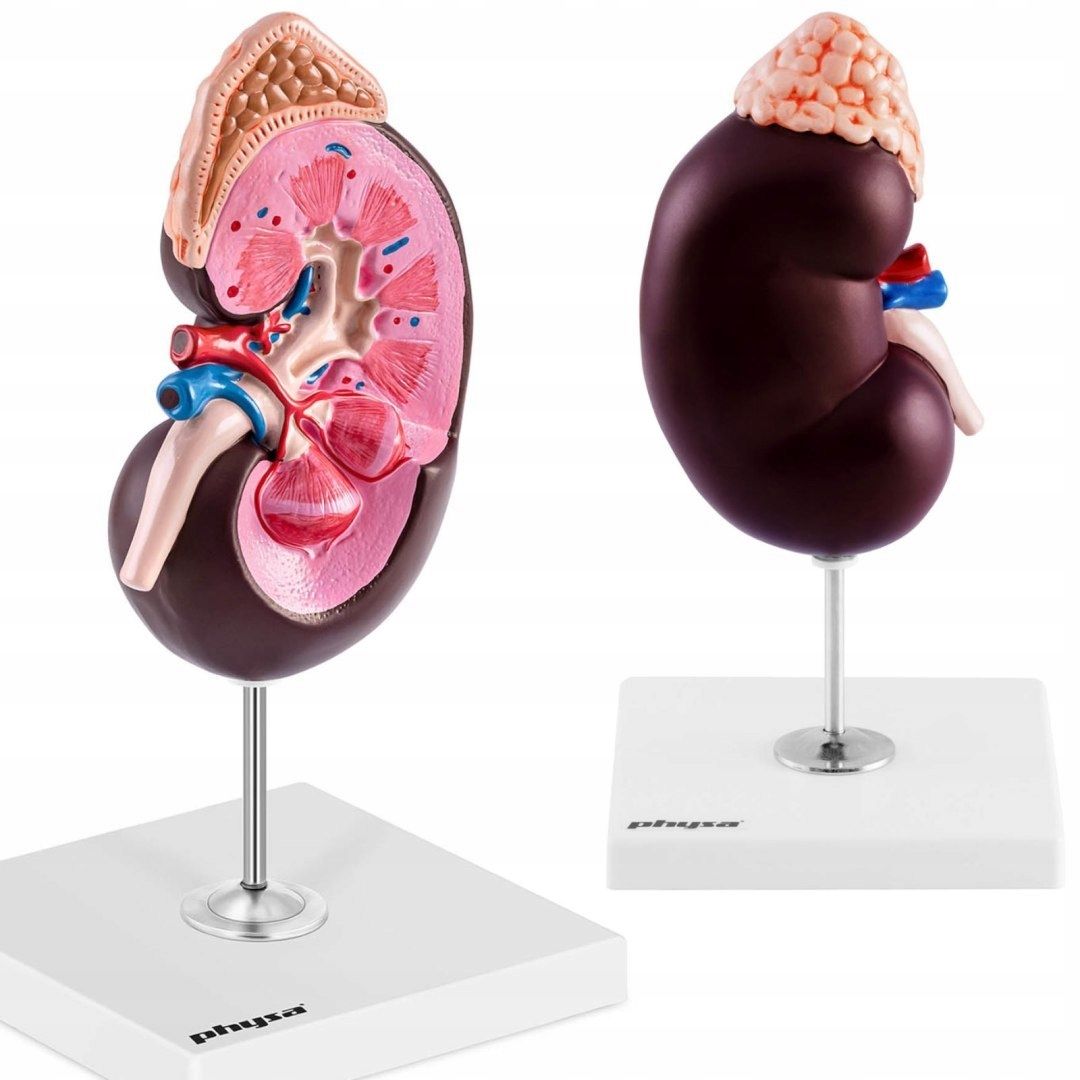 MODEL ANATOMICZNY 3D NERKI CZŁOWIEKA SKALA 1.5:1 – 219360722 - ERLI.pl