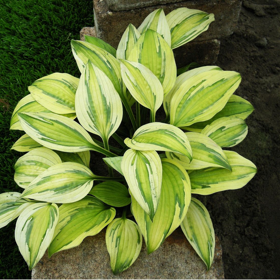 Hosta Funkia Ogrodowa Captain's Adventure 1 szt Sadzonka Sadzonki Hosty ...