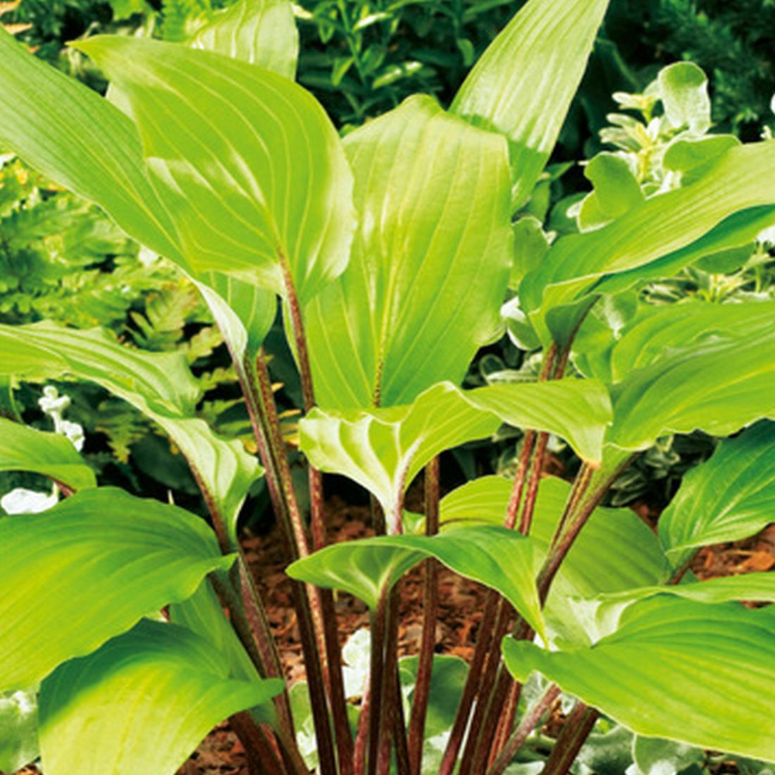 Hosta Funkia Ogrodowa Gooseberry Sundea 1szt Sadzonka Sadzonki Hosty ...