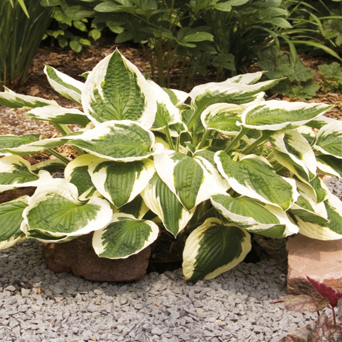 Hosta Funkia Ogrodowa Patriot 1 szt Sadzonka Sadzonki Hosty Funkie ...