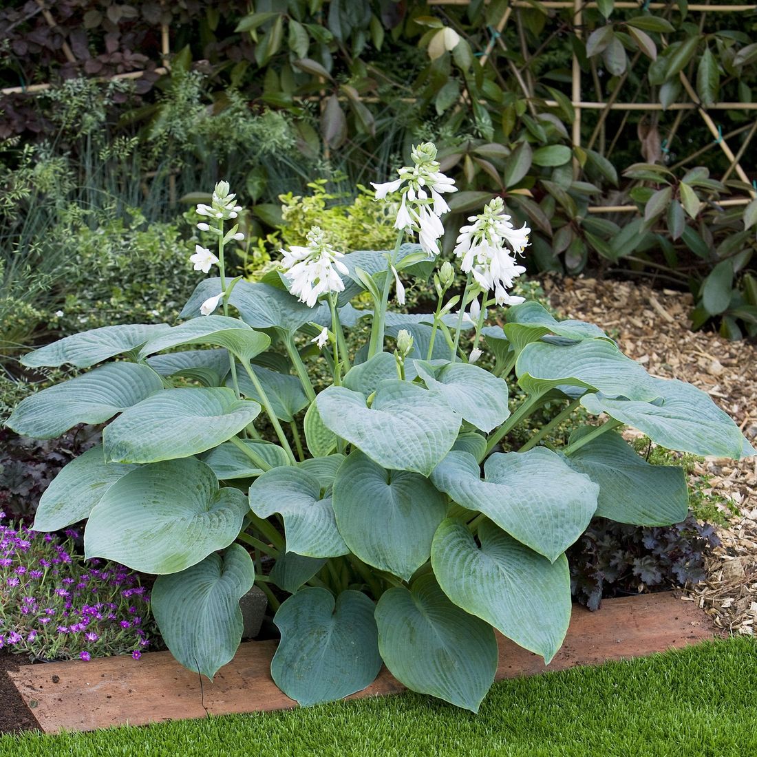 Hosta Funkia Ogrodowa Bressingham Blue 1 szt Sadzonka Sadzonki Hosty ...