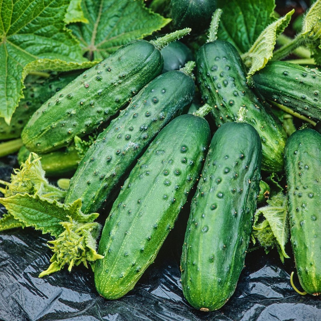 Ogórek Gruntowy Alice F1 do kiszenia Ogórki Gruntowe Nasiona Warzyw ...